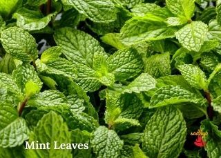 Spices Names in Malayalam English Hindi